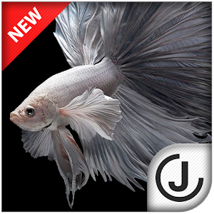 Betta Fish HD Mod apk download - Betta Fish HD MOD apk free for Android.
