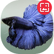 Betta Fish HD Wallpapers Mod apk download - Betta Fish HD Wallpapers MOD apk free for Android.