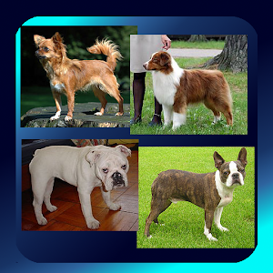 Dog Breed Picture Quiz Mod apk download - Dog Breed Picture Quiz MOD ...